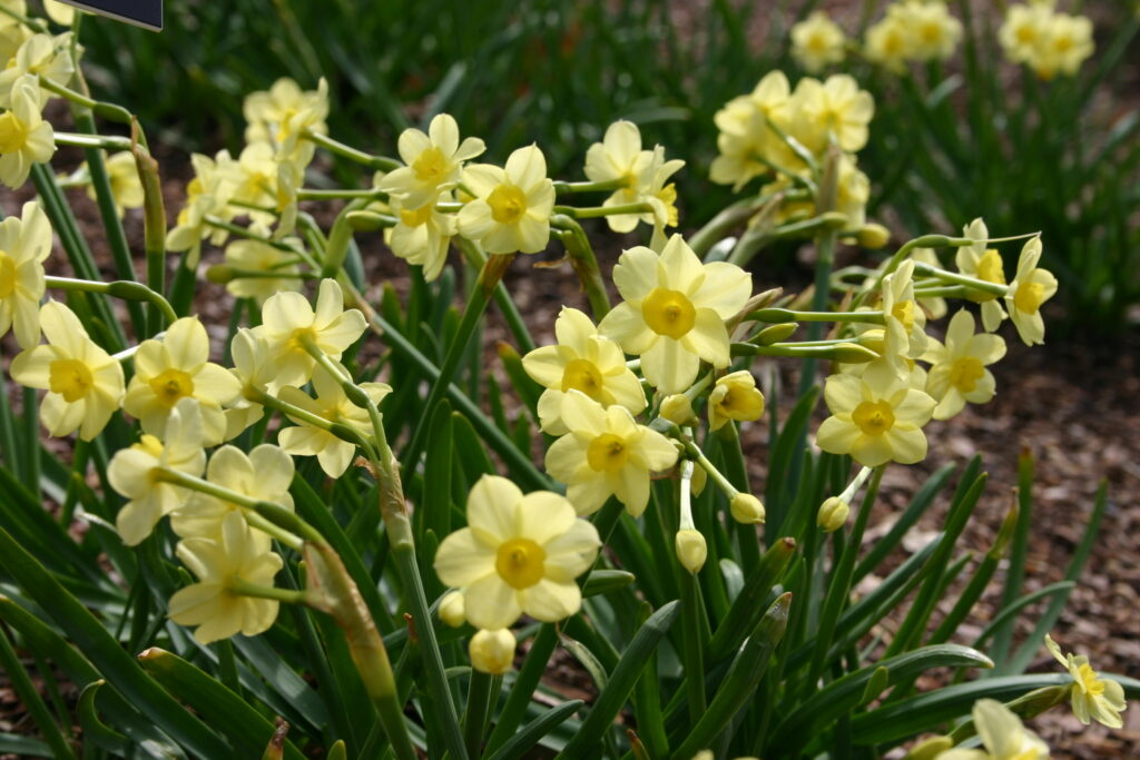 Narcissus: The Shameless Beauties - Gardenlore