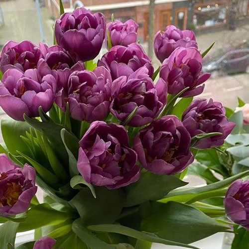 Tulipa: Timelessly Alluring - Gardenlore