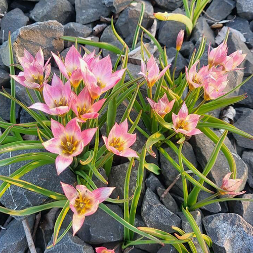 Tulipa: Timelessly Alluring - Gardenlore