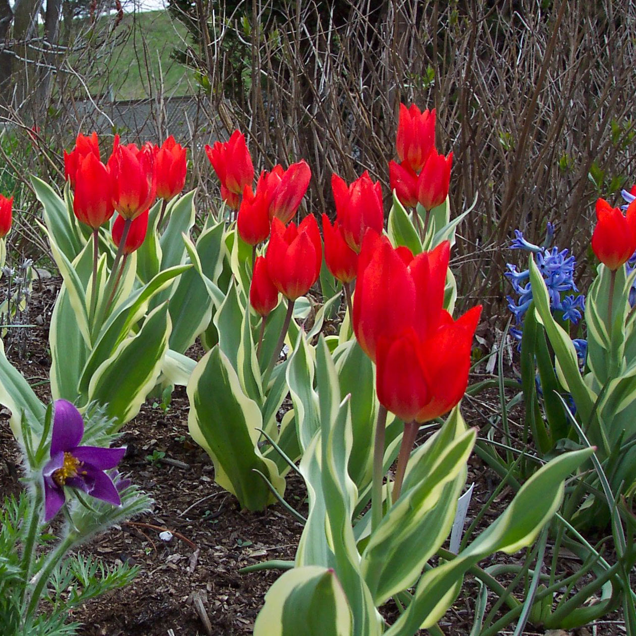 Tulipa: Timelessly Alluring - Gardenlore